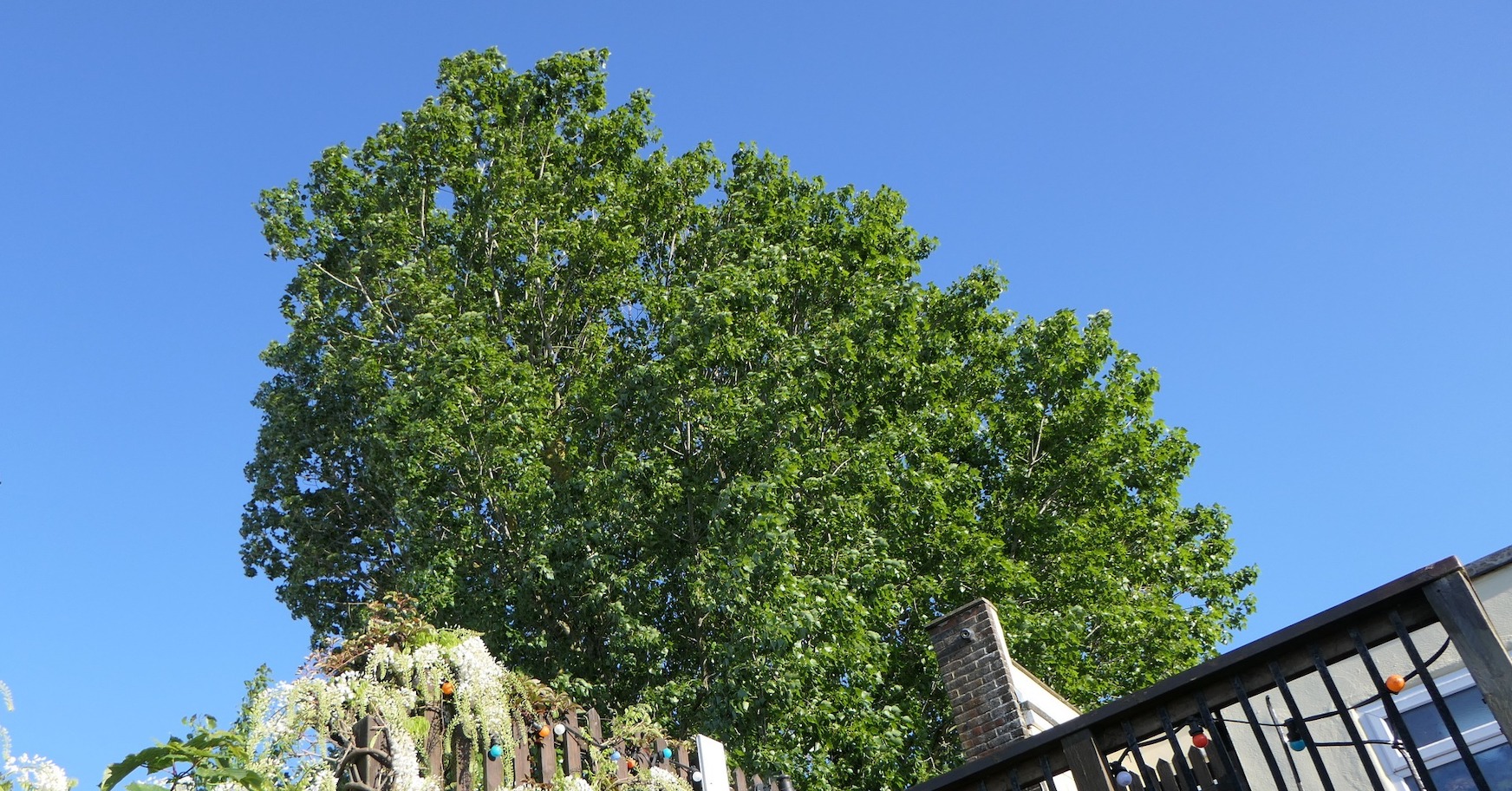 By Poplar Demand, the Tree is Saved! | Shoreham Society